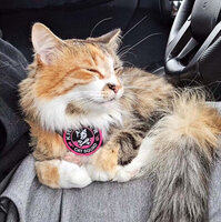 Cat Supply Discounts for Those Who Serve | GovX